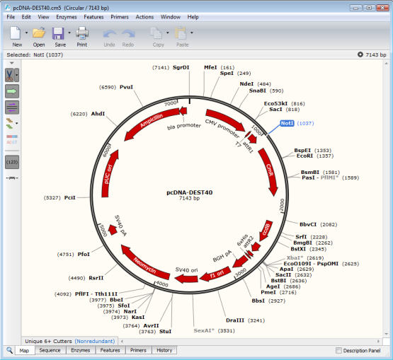 SnapGene と Clone Manager：分子生物学研究を支える強力なツール | 研究開発者向け情報発信メディア TEGAKARI